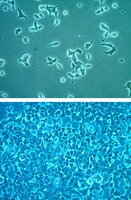 INS-1 832/13 Rat Insulinoma Cell Line | SCC207